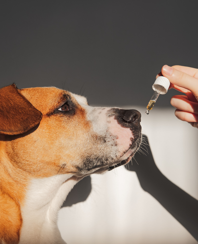 CBD For Dogs - Shop Dog CBD | Colorado Botanicals